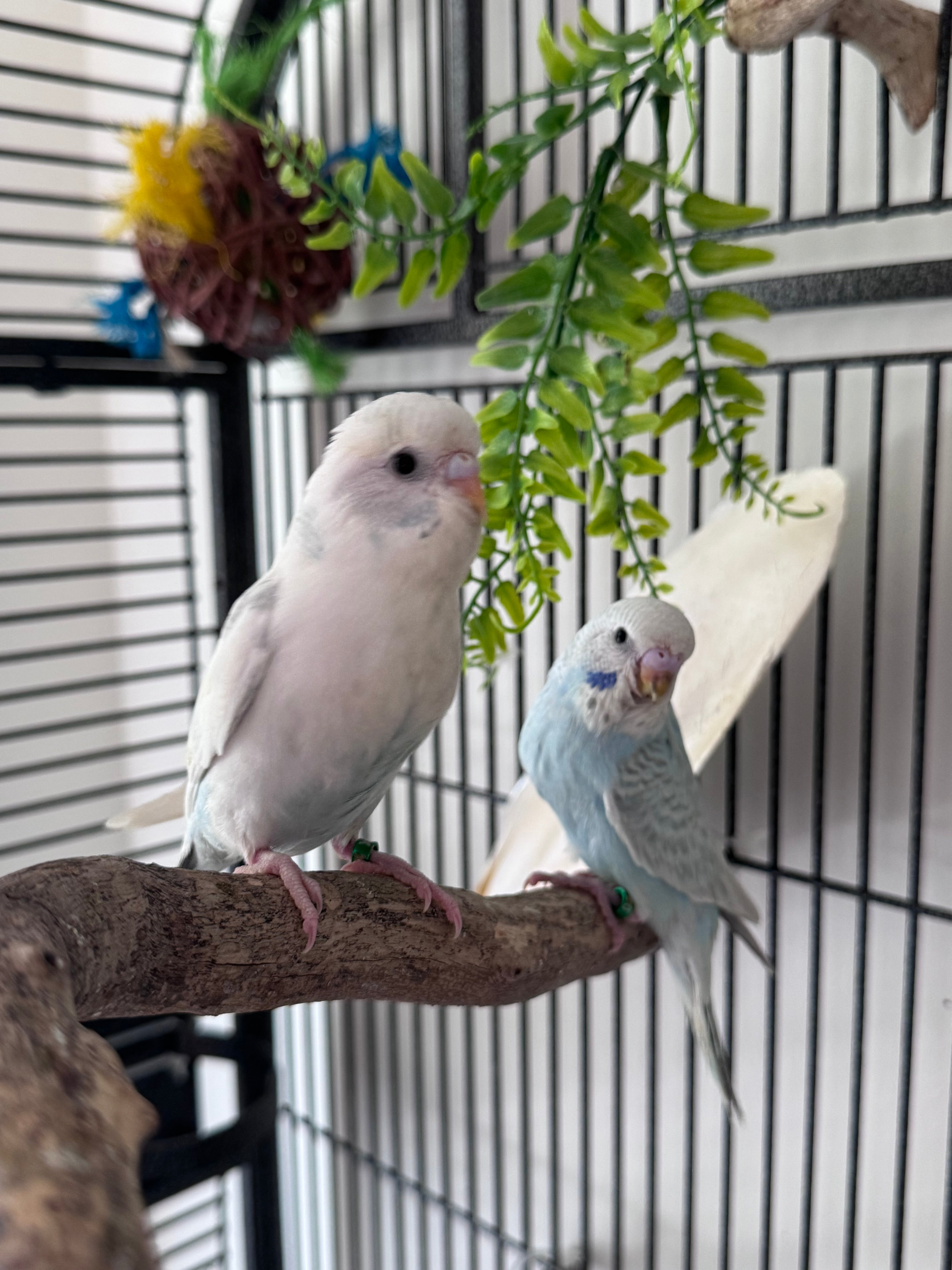 Available Birds – Nurtured Nests