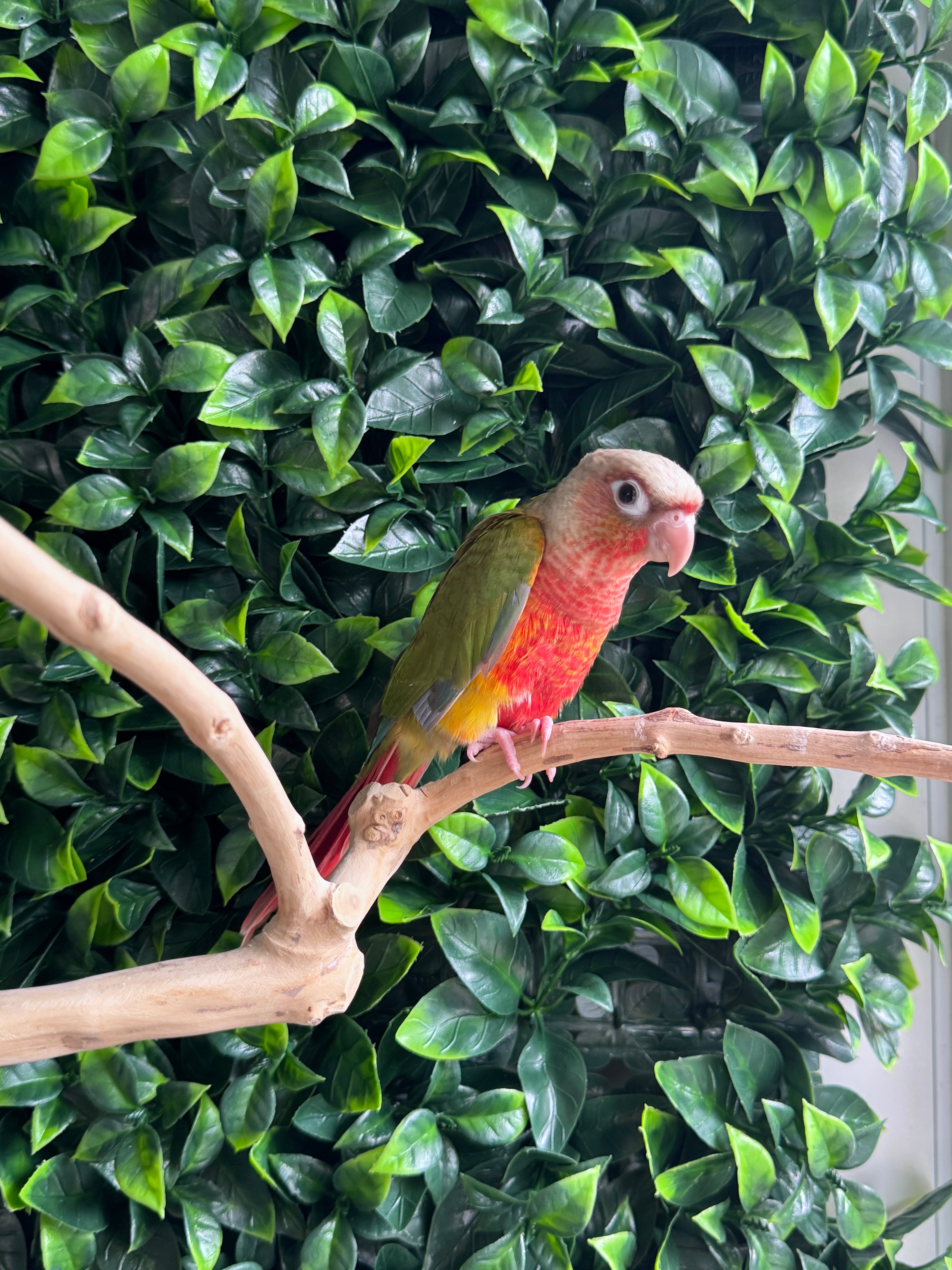 Available Birds – Nurtured Nests
