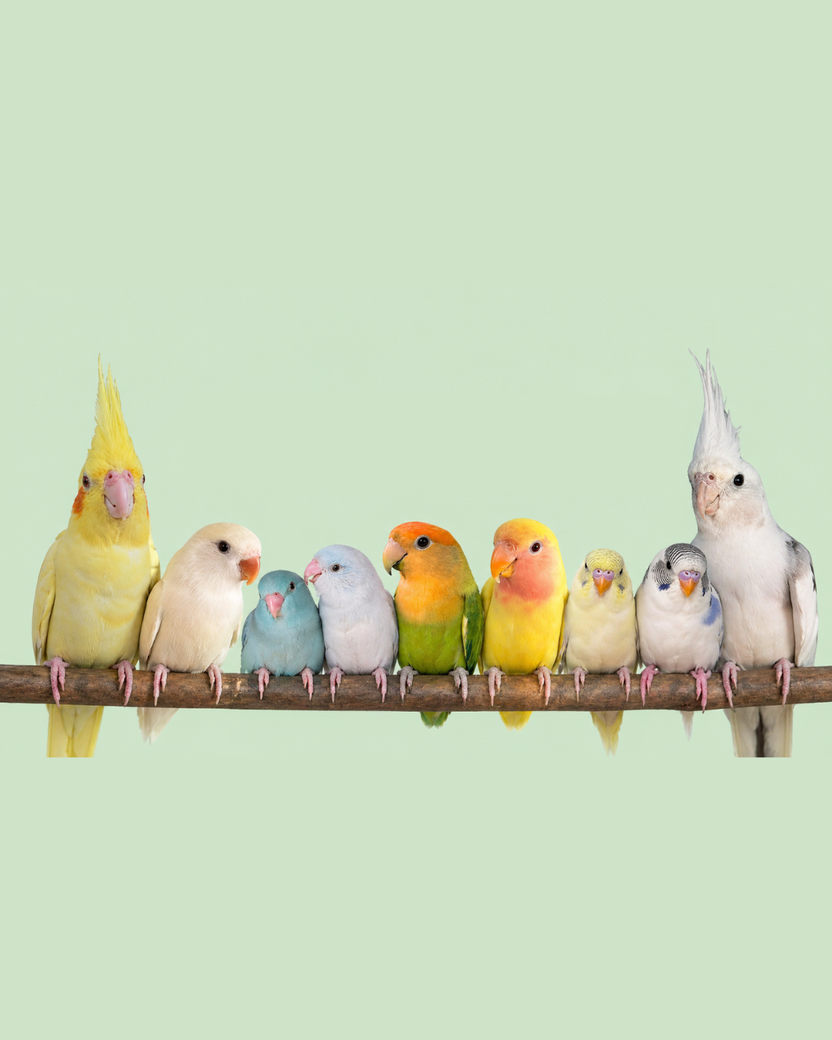 Nurtured Nests | Hand-Raised Budgies, Lovebirds, Cockatiels & More