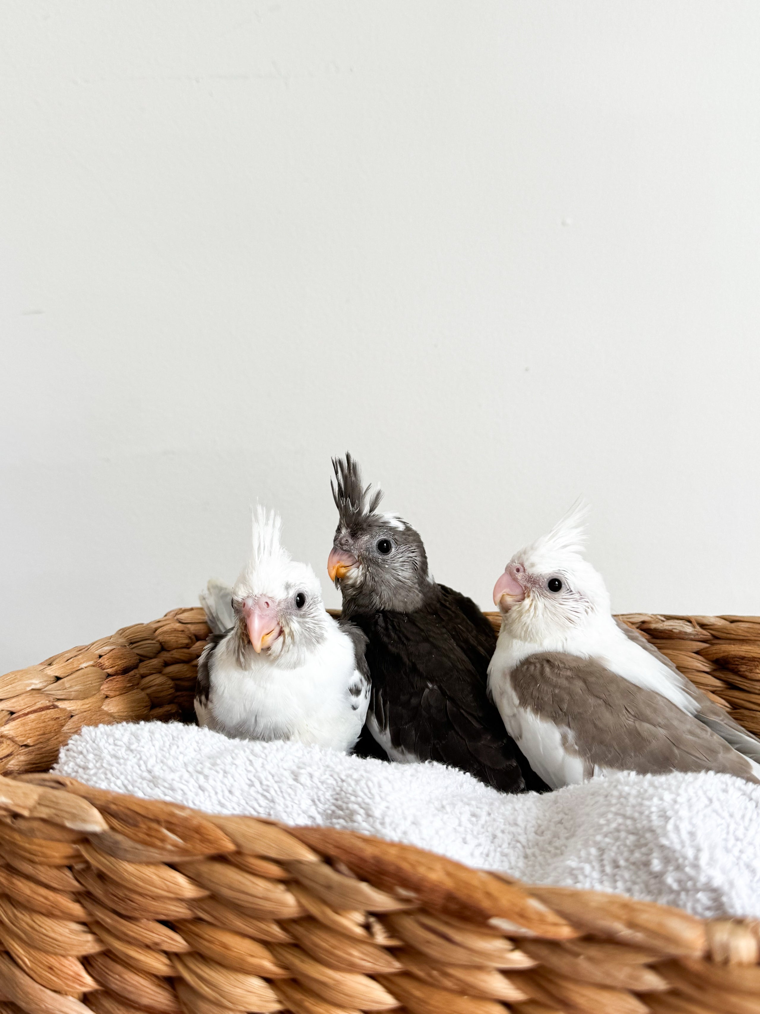 Nurtured Nests | Hand-Raised Budgies, Lovebirds, Cockatiels & More