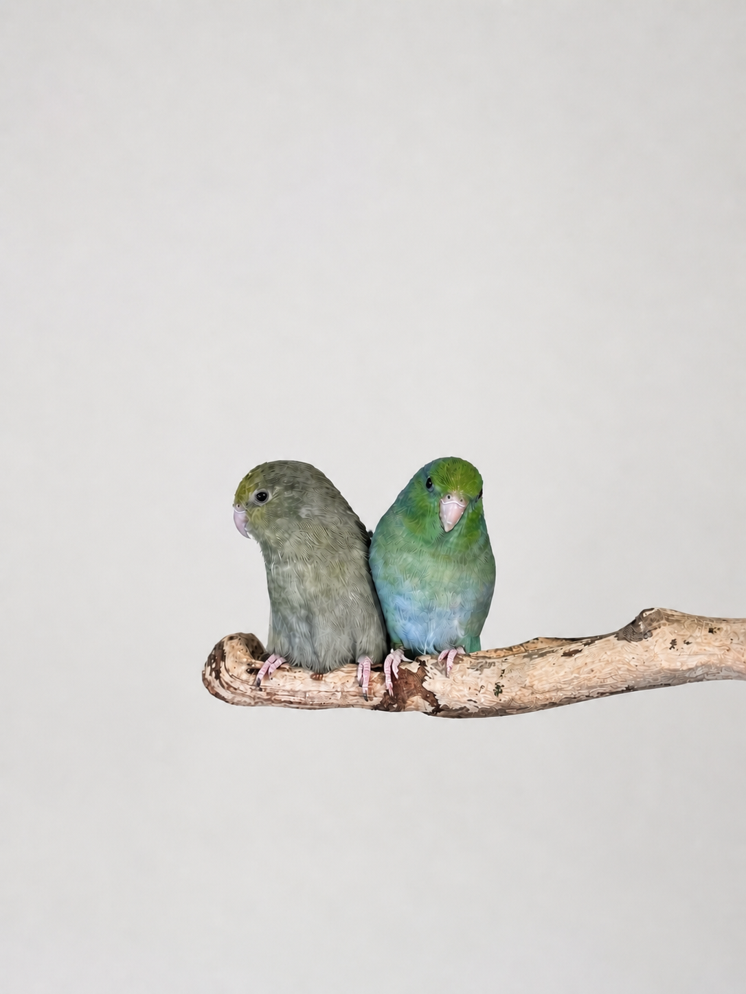 Nurtured Nests | Hand-Raised Budgies, Lovebirds, Cockatiels & More