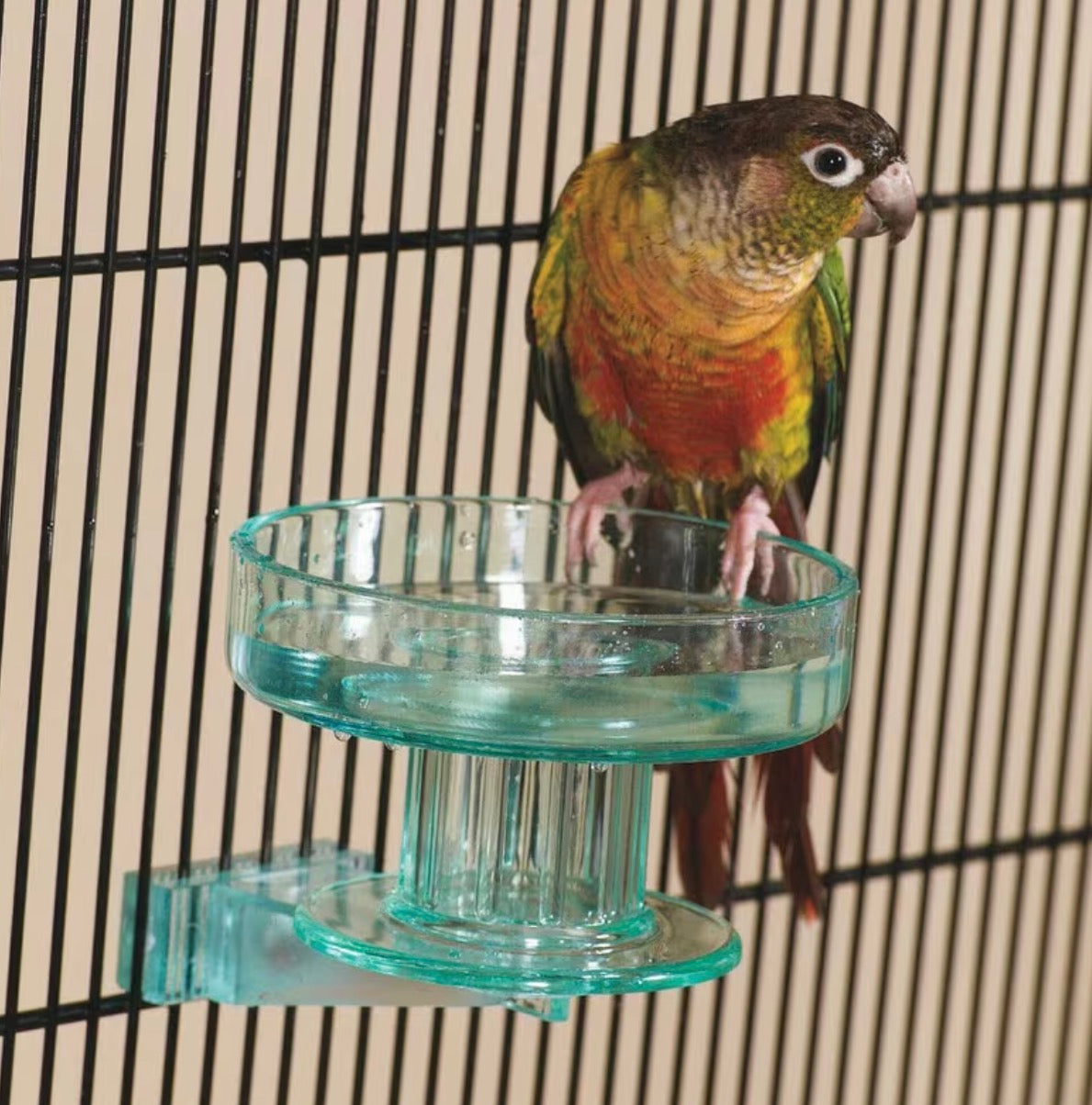 Nurtured Nests | Hand-Raised Budgies, Cockatiels, Conures & More