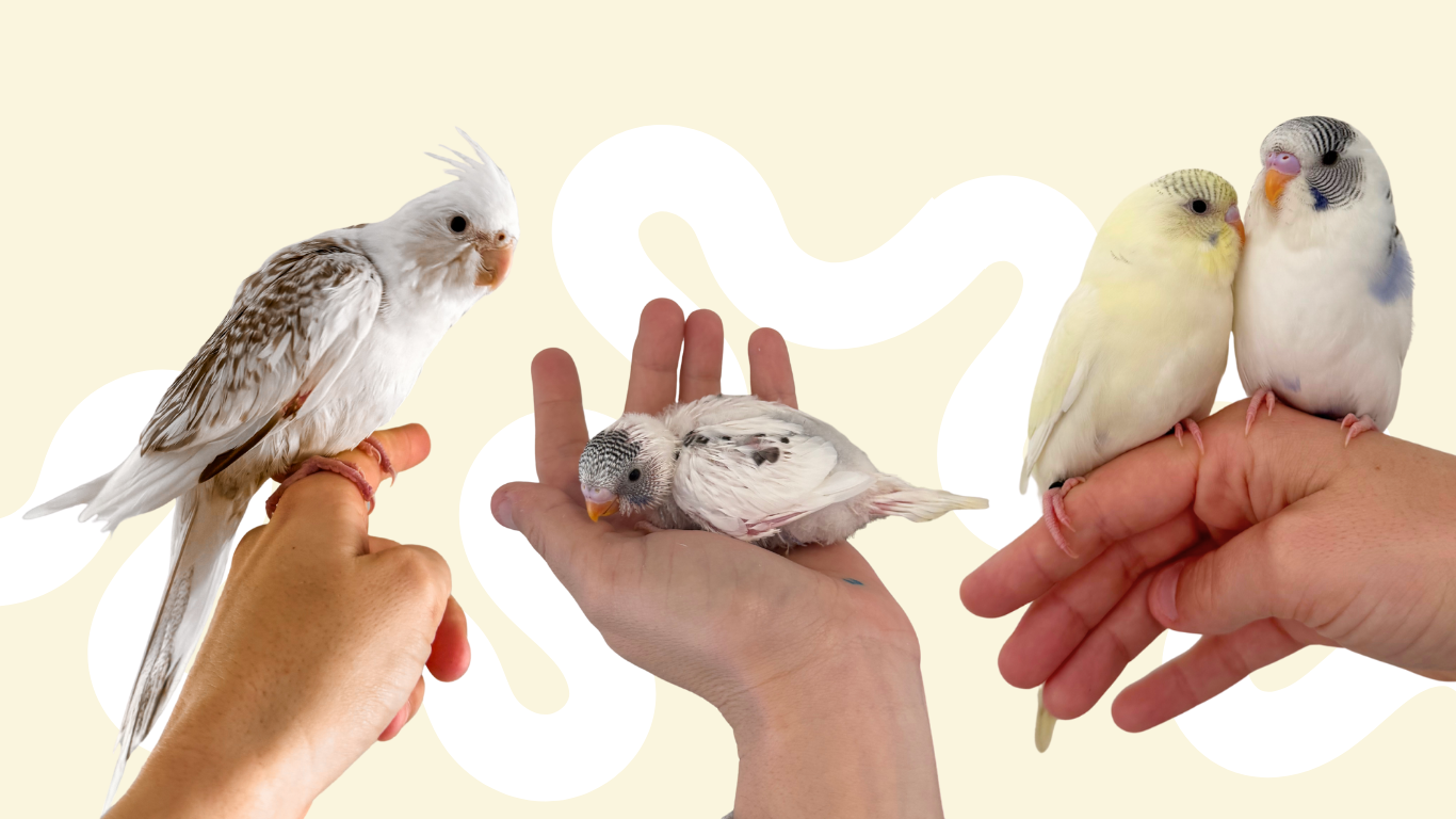 Nurtured Nests | Hand-Raised Cockatiels, Budgies and Birds in Brisbane