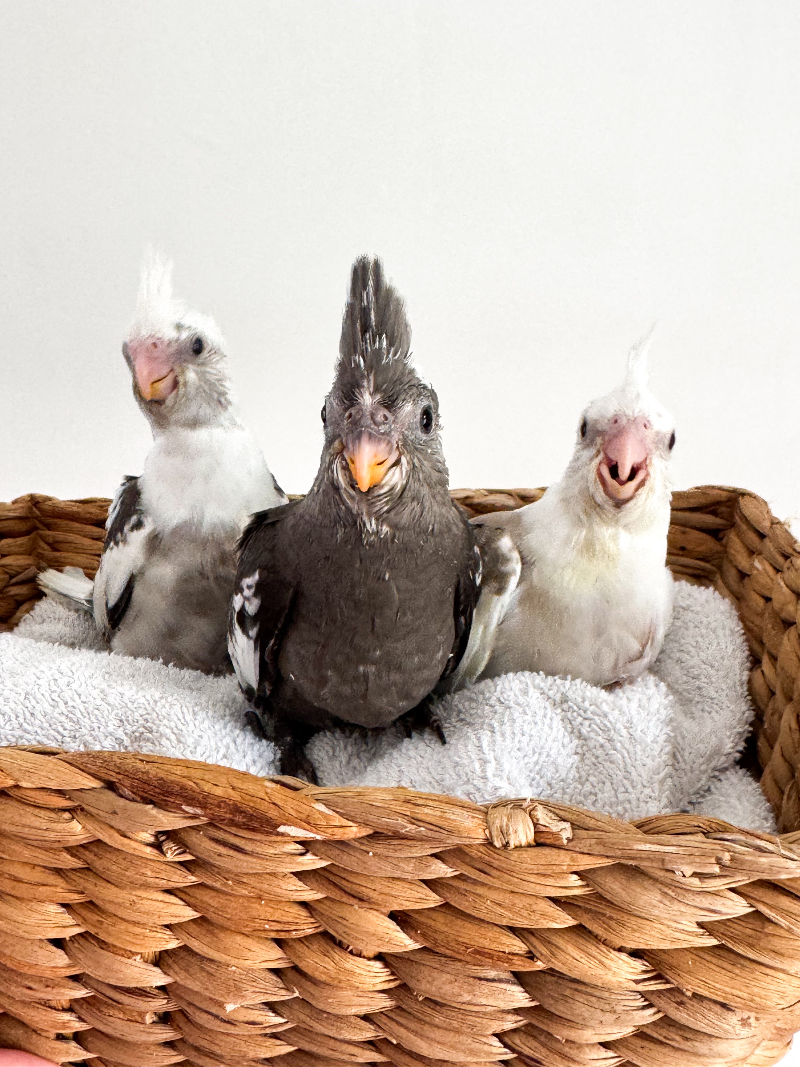 Nurtured Nests | Hand-Raised Budgies, Lovebirds, Cockatiels & More