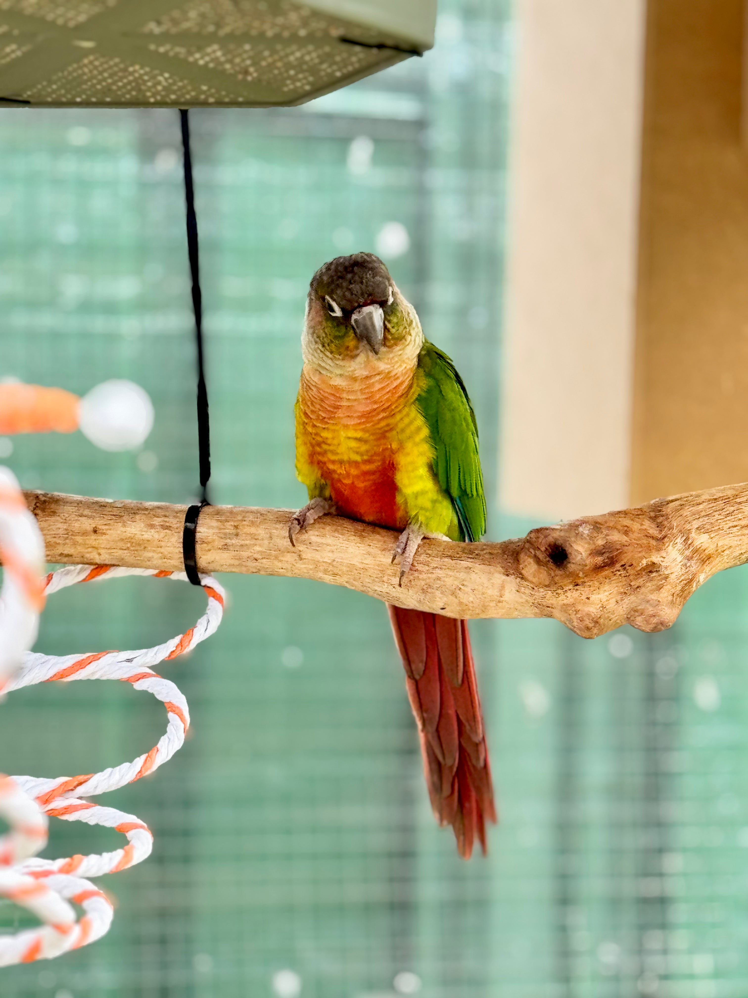 Nurtured Nests | Hand-Raised Budgies, Lovebirds, Cockatiels & More