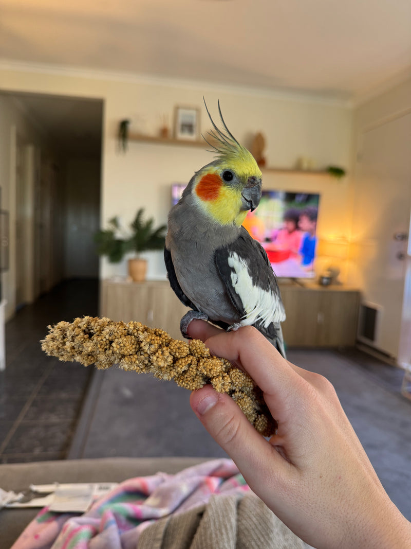 Nurtured Nests | Hand-Raised Cockatiels, Budgies and Birds in Brisbane