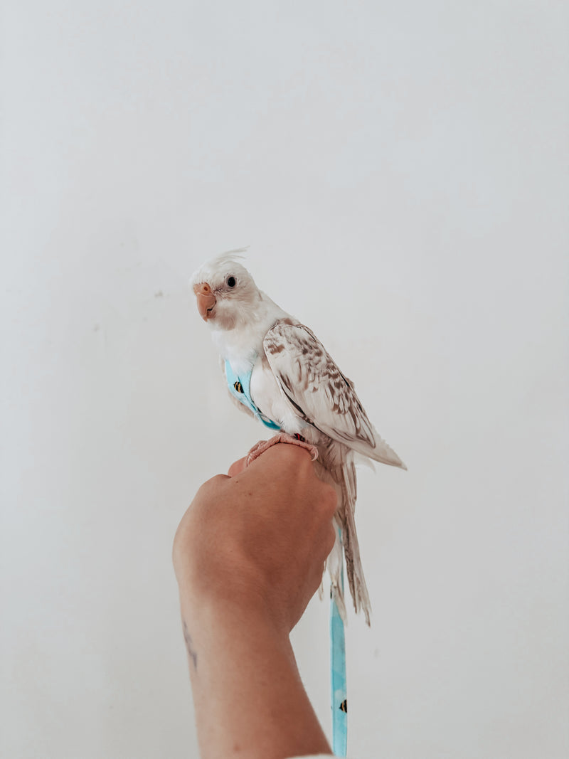 Nurtured Nests | Hand-Raised Cockatiels, Budgies and Birds in Brisbane