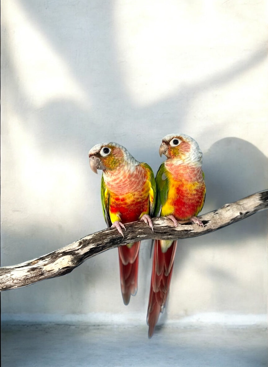 Nurtured Nests | Hand-Raised Budgies, Cockatiels, Conures & More